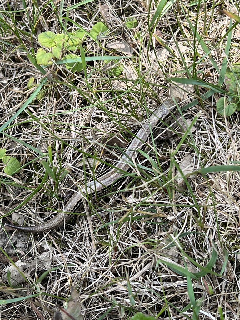 Prairie Skink from 150th Ave S, Hawley, MN, US on July 20, 2023 at 01: ...