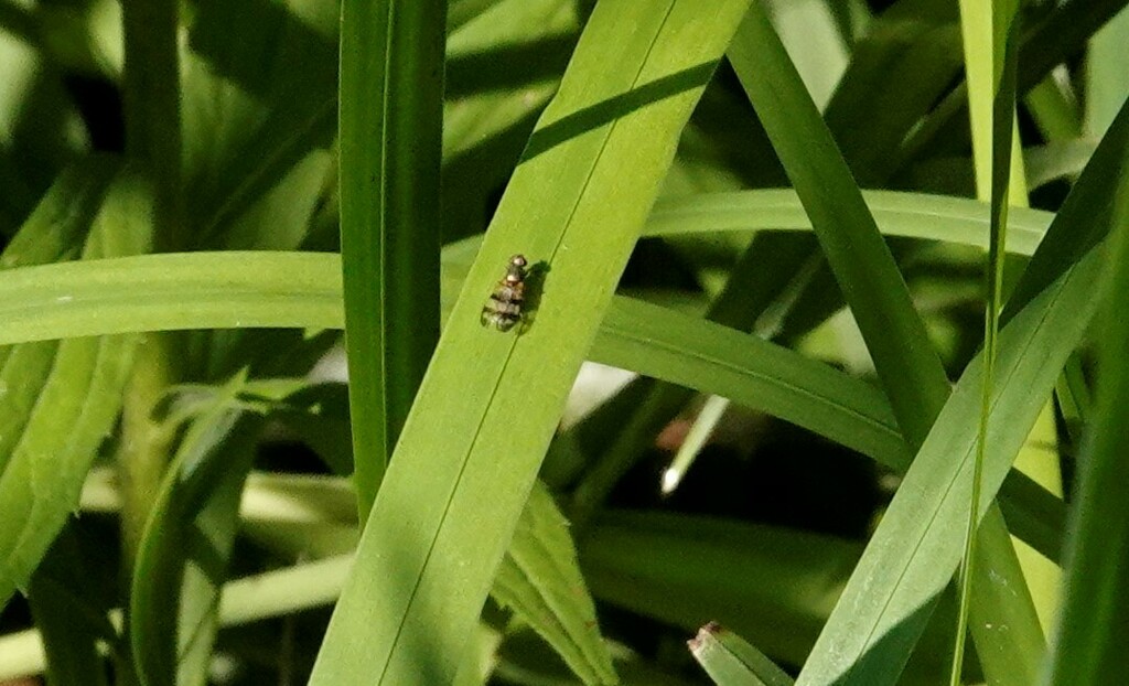 Banded-wing Flies from Woodbine Heights, Toronto, ON M4C, Canada on ...