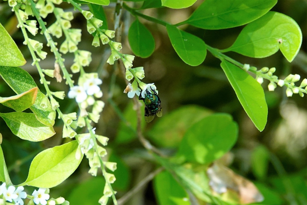 Green Jewel Fly from South Padre Island, South Padre Island, TX, US on ...