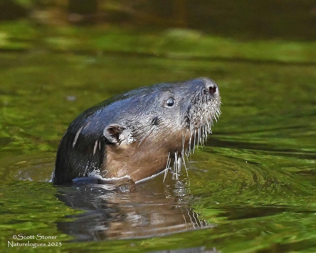 North American River Otter from 56 Game Farm Rd, Delmar, NY 12054, USA ...