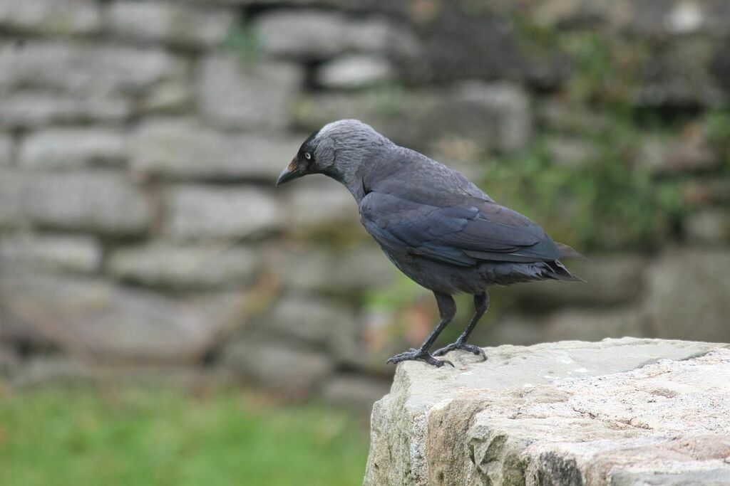 Eurasian Jackdaw from Hay-on-Wye, Hereford HR3, UK on July 22, 2023 at ...