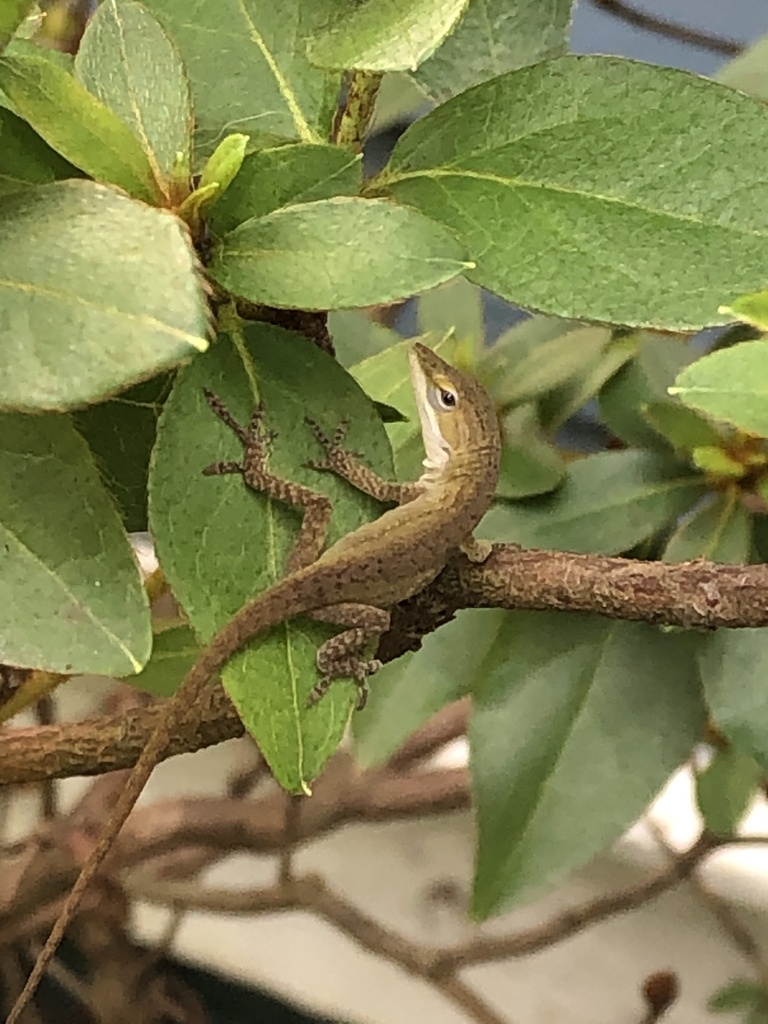 Green Anole from Berne St SE, Atlanta, GA, US on July 22, 2023 at 03:20 ...