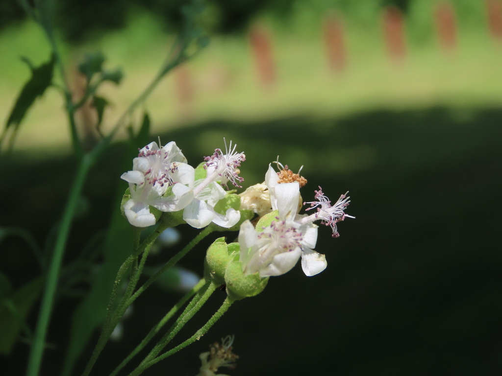 Virginia Mallow in July 2023 by Chuck Cantley · iNaturalist
