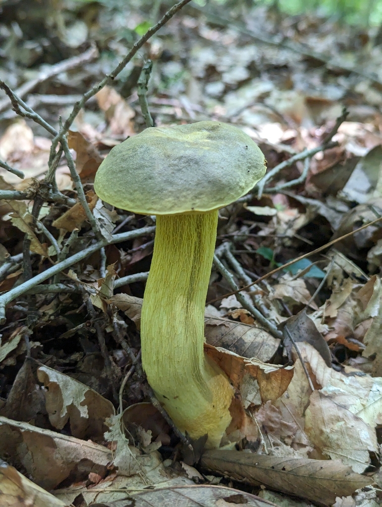 Ornate-stalked bolete from Washington Township, IN, USA on July 22 ...