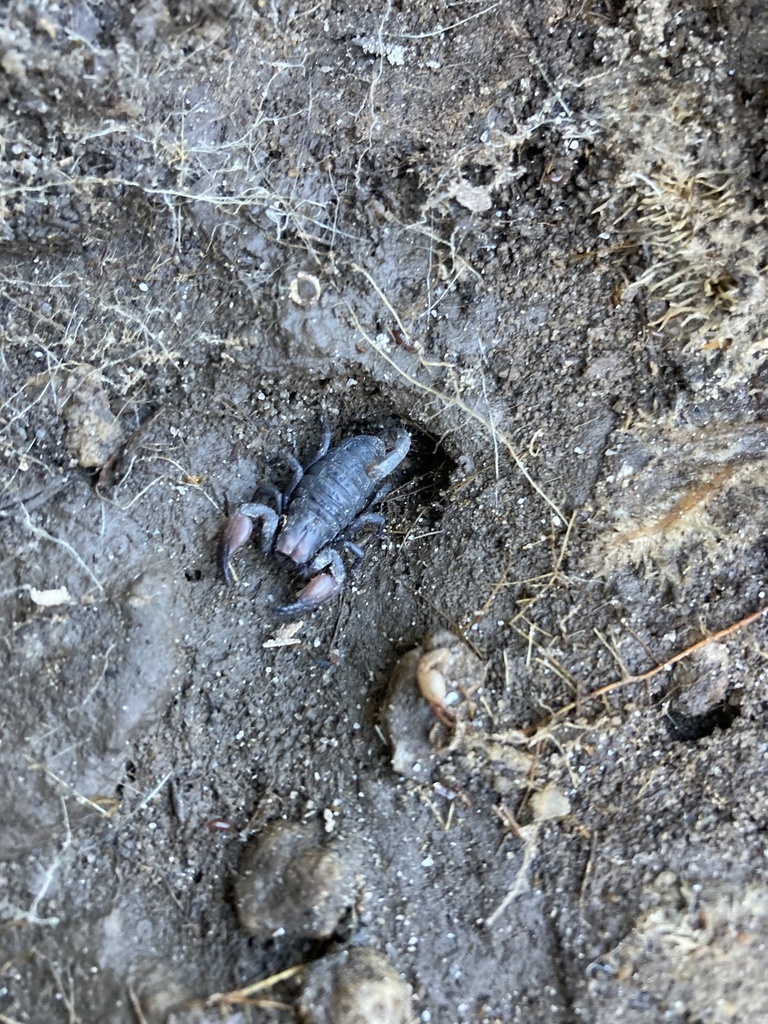 Fynbos Burrowing Scorpion from Fernkloof Nature Reserve, Greater ...