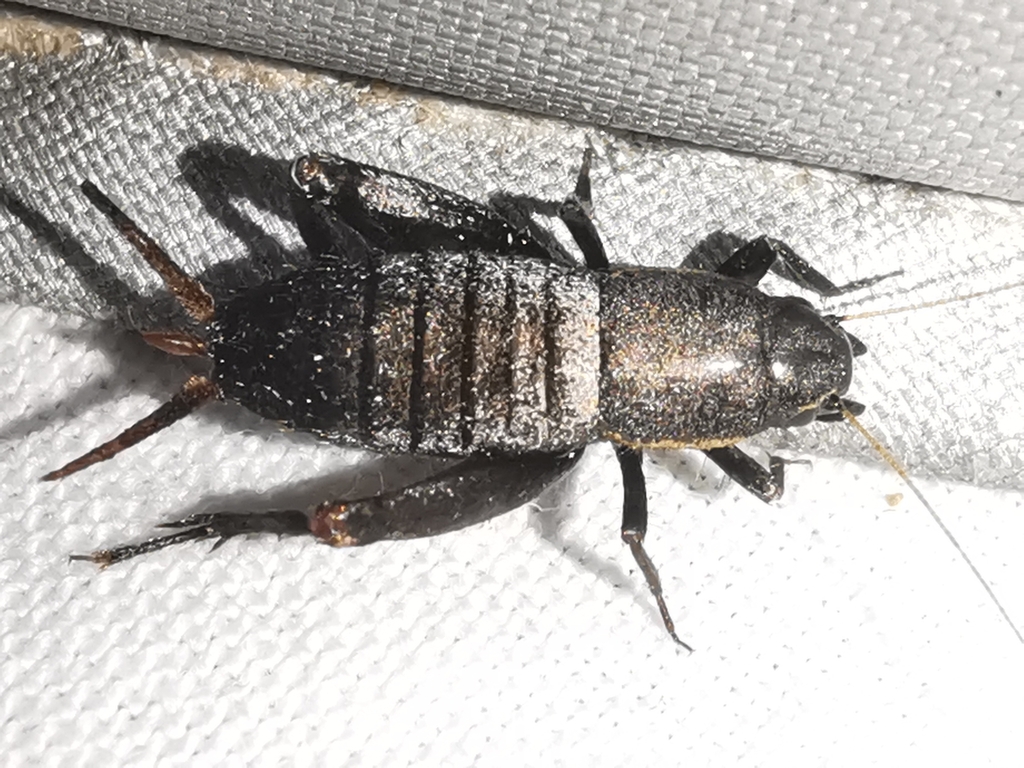 Brown Scale-cricket from 06560 Valbonne, France on July 21, 2023 at 10: ...