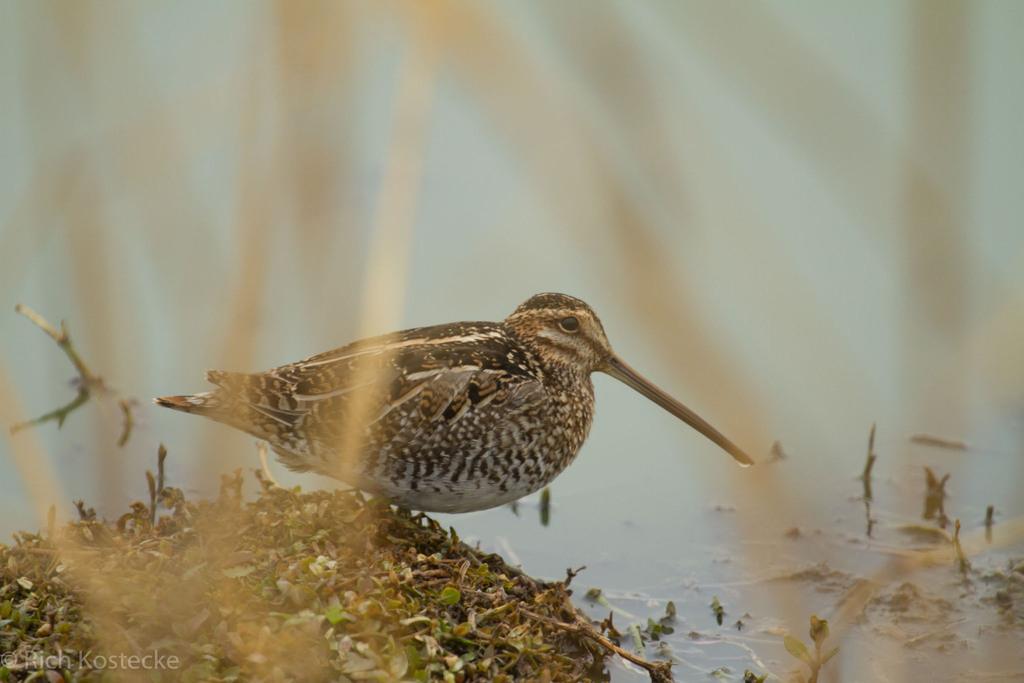 Wilson's Snipe from Travis County, TX, USA on March 8, 2014 at 12:30 PM ...