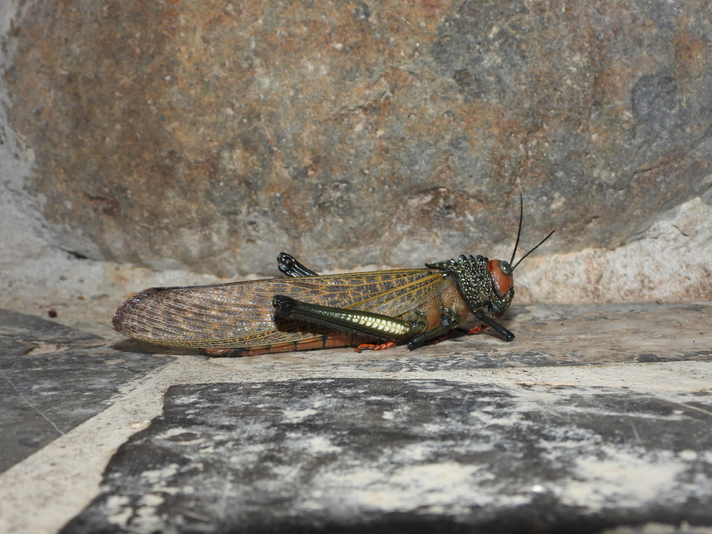 giant red-winged grasshopper from Anton Valley, Panama on April 19 ...