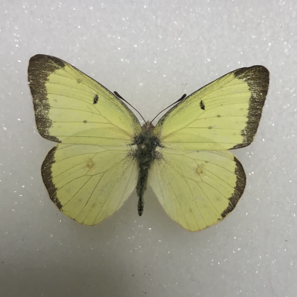 Clouded Sulphur from Grande Allée O, Québec, QC, CA on August 3, 2022 ...
