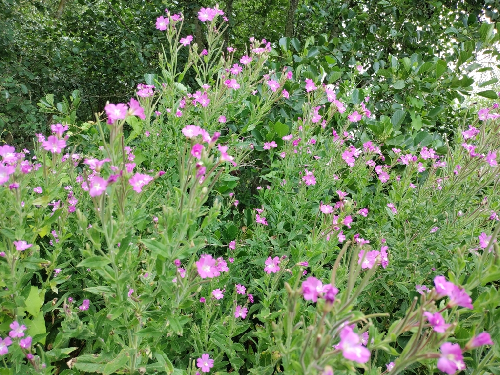 Great Willowherb from Essex on July 20, 2023 at 02:52 PM by Paul Yetman ...