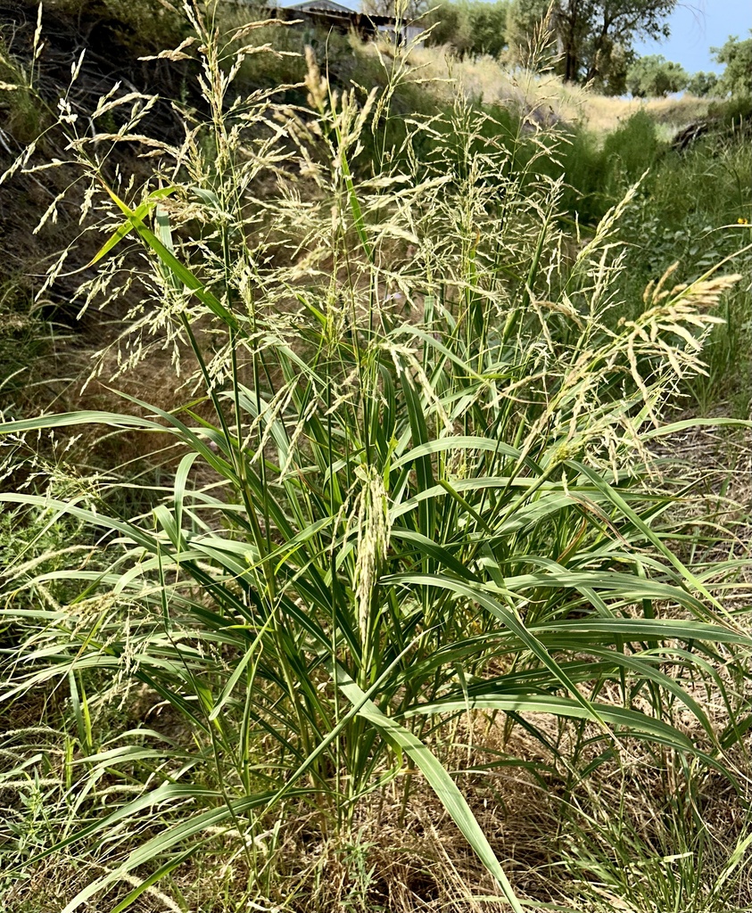 Johnson grass from Landmark Ln, Lubbock, TX, US on July 22, 2023 at 09: ...