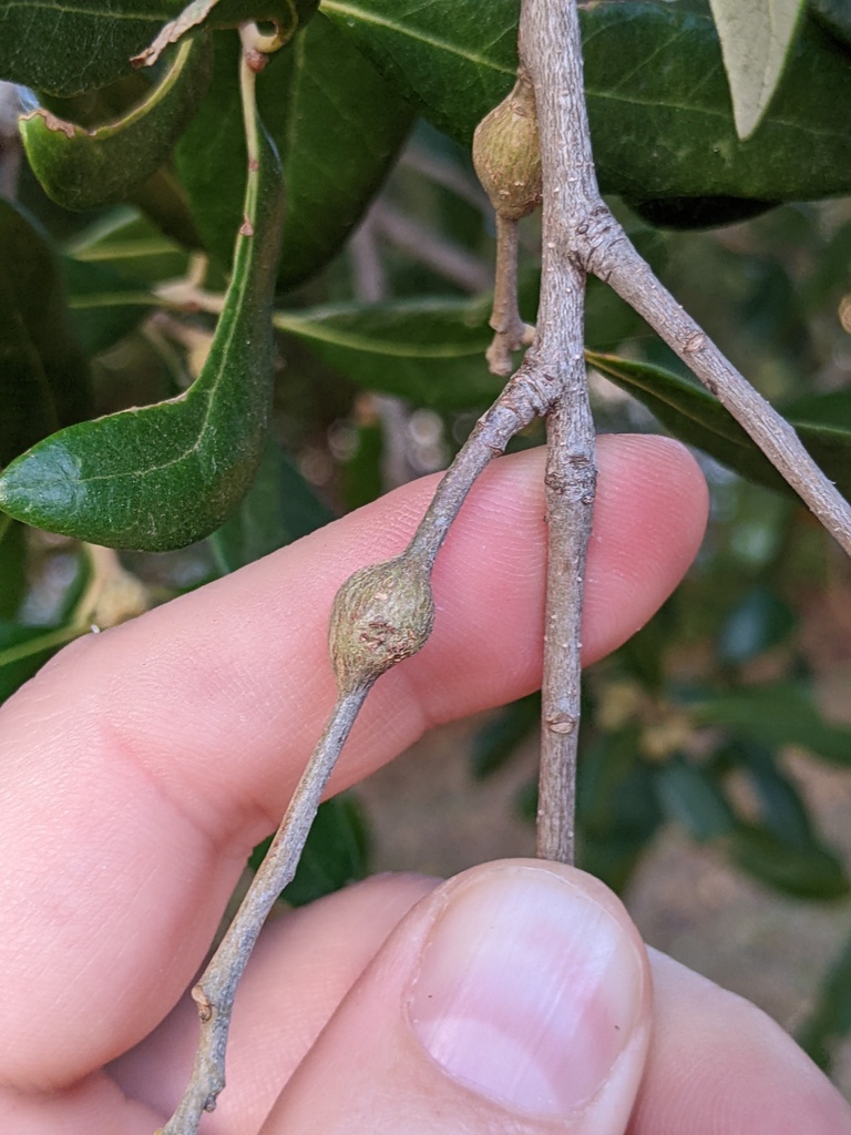 Southern Live Oak Stem Gall Wasp from East Austin, Austin, TX, USA on ...