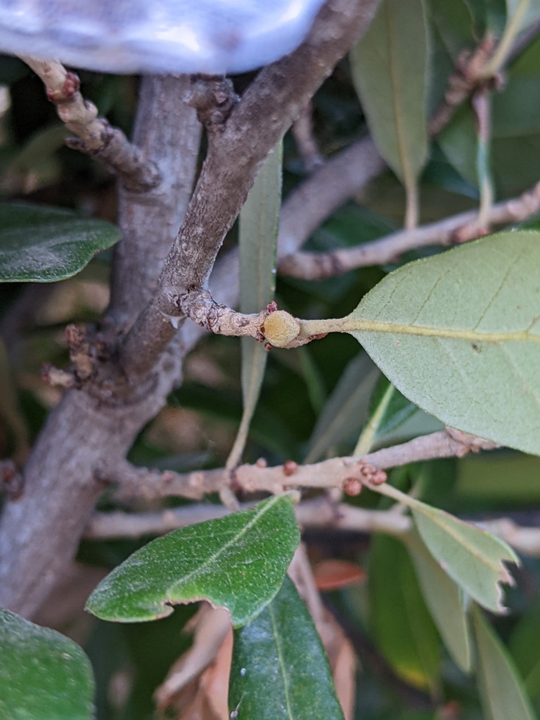 Mealy oak gall wasp from East Austin, Austin, TX, USA on July 17, 2023 ...