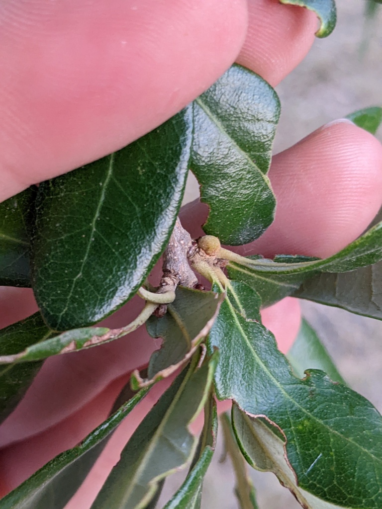 Mealy oak gall wasp from East Austin, Austin, TX, USA on July 17, 2023 ...
