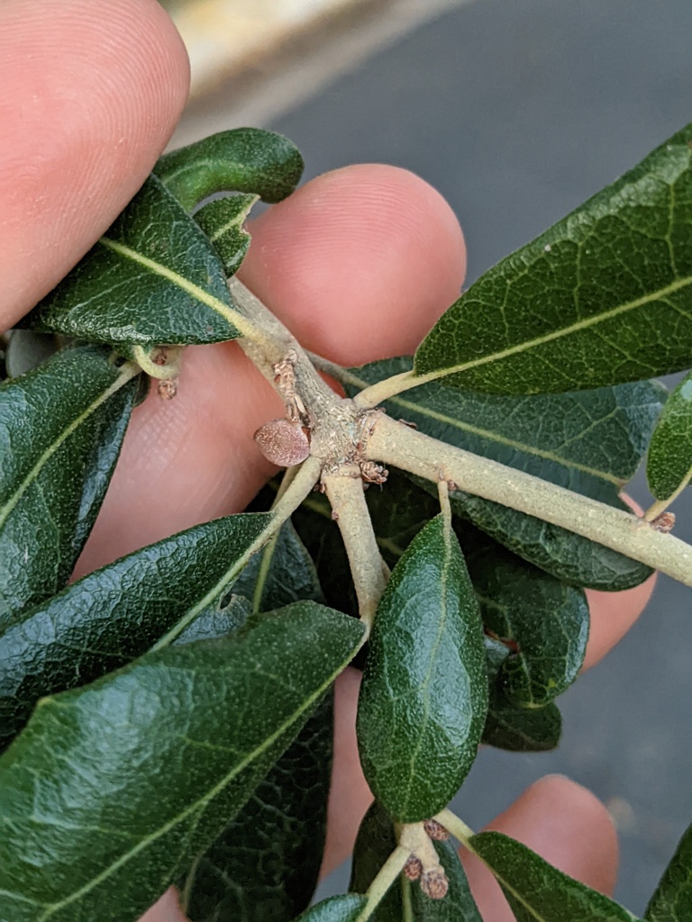 Mealy oak gall wasp from East Austin, Austin, TX, USA on July 17, 2023 ...