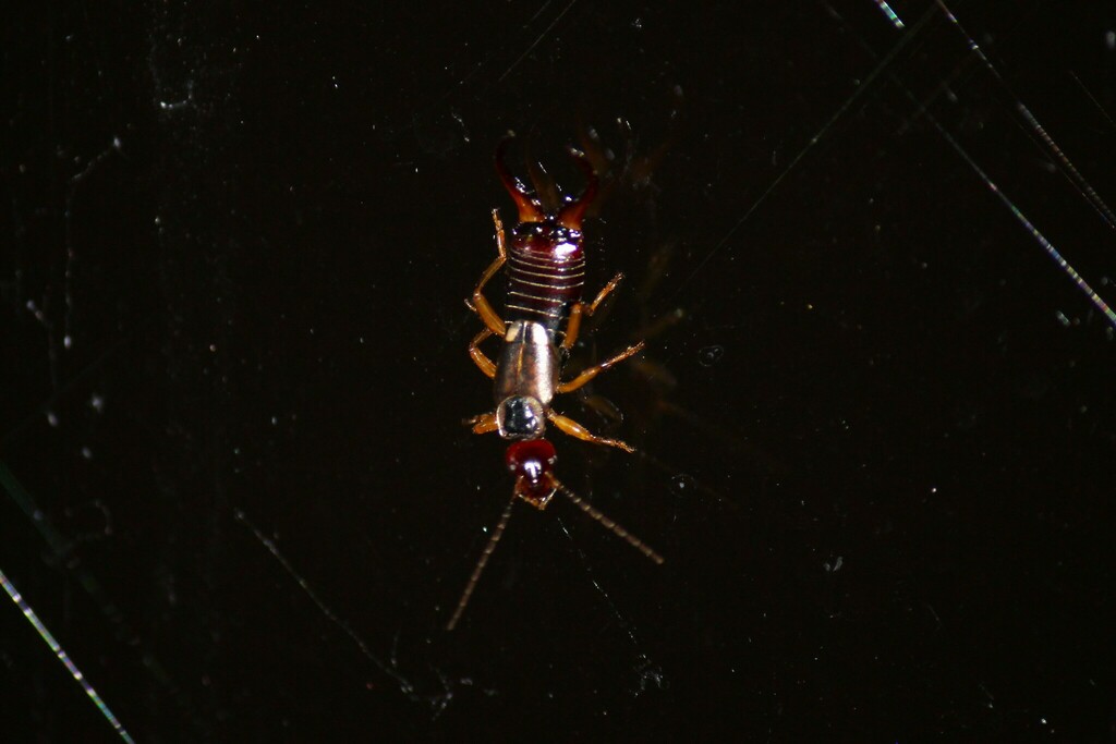 European Earwig from Thunder Bay, ON, Canada on July 22, 2023 at 12:35 ...