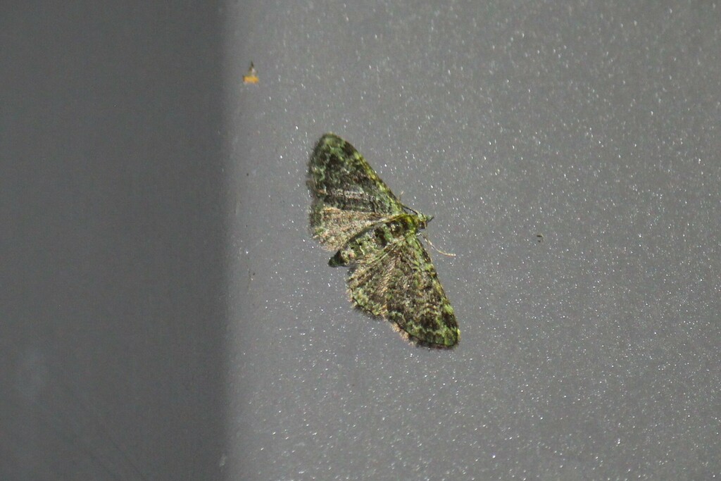 Green Pug from Thunder Bay, ON, Canada on July 22, 2023 at 12:57 AM by ...