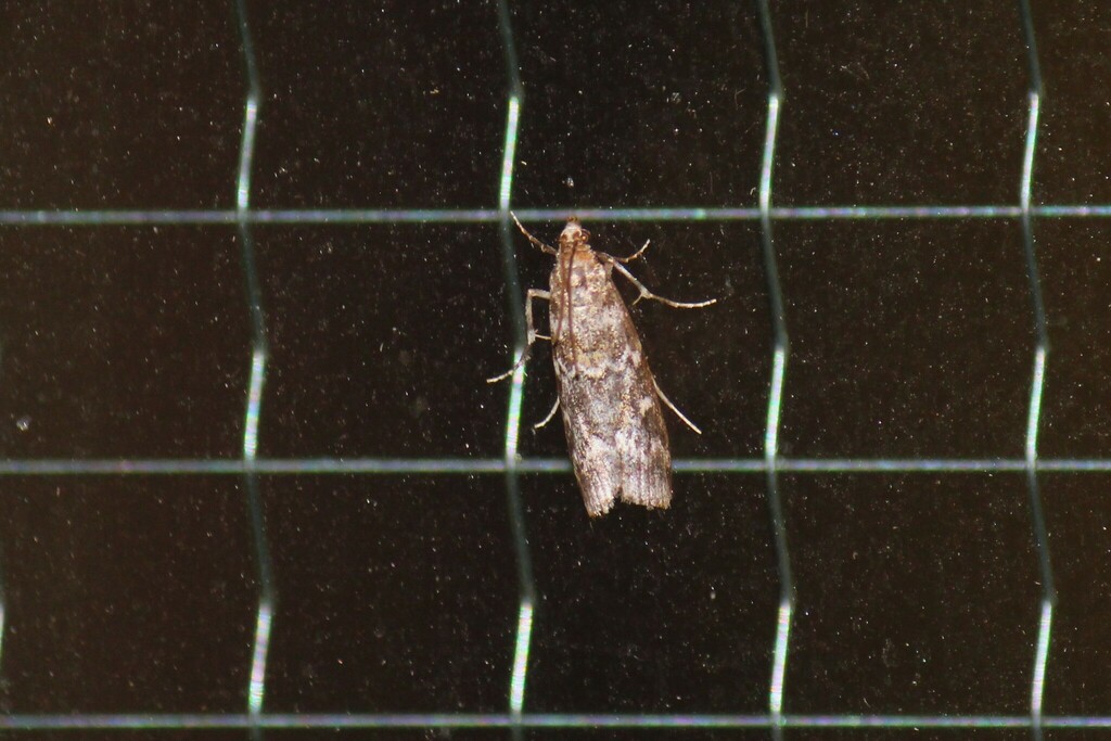 Spruce Coneworm Moth from Thunder Bay, ON, Canada on July 22, 2023 at ...