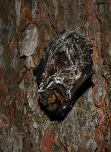 Hoary Bat (Hassayampa Ecosystems BioBlitz 2022 Species Guide ...