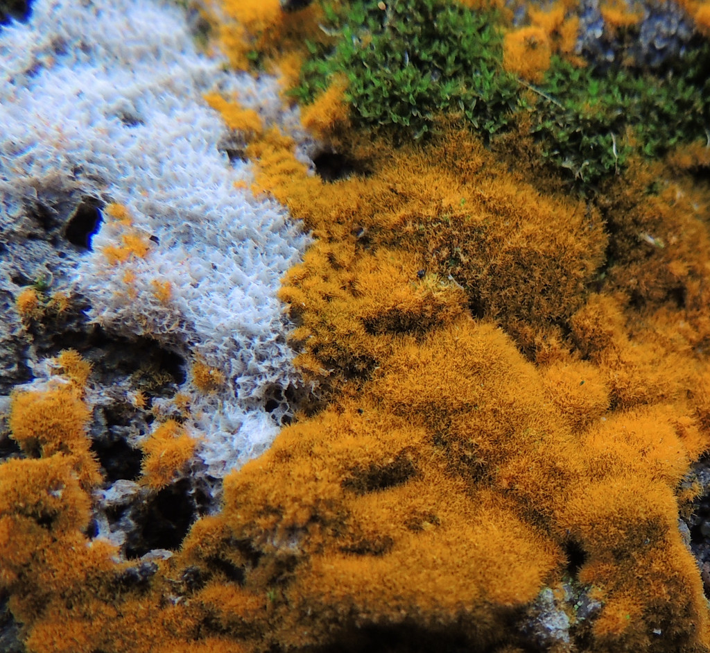 Orange Terrestrial Algae (Trentepohliales) - Botanical Realm