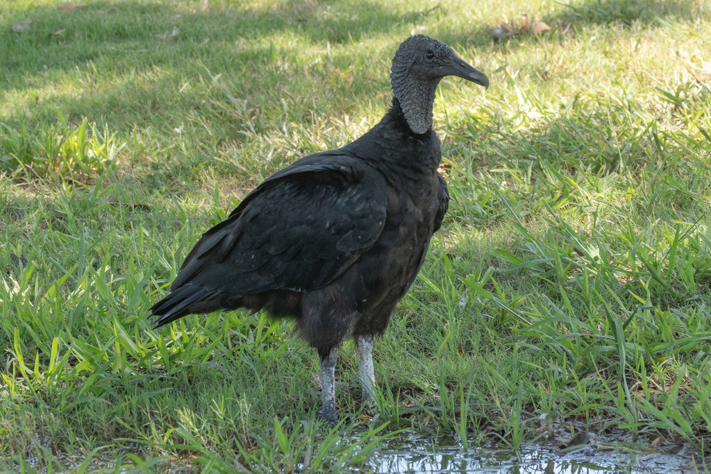 Black Vulture from Oyster Creek Park, Sugar Land, TX, USA on July 22 ...
