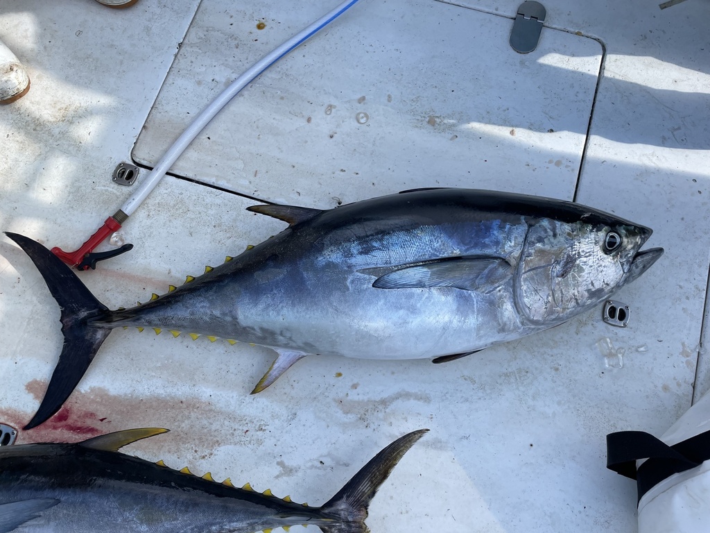 Bigeye Tuna (Thunnus obesus) - Marine Life Identification