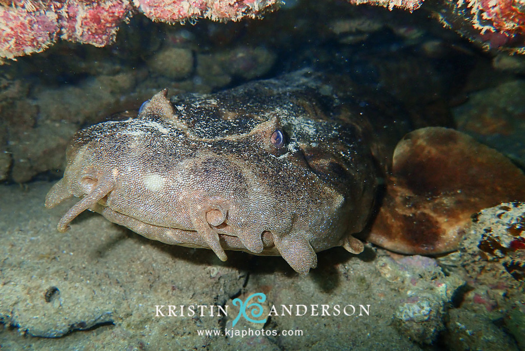 Wobbegongs (Orectolobidae) - Marine Life Identification