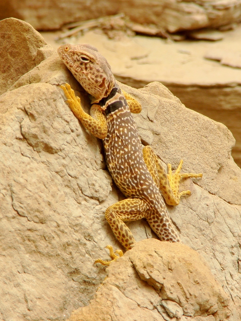 Desert Collared Lizard from Emery County, UT, USA on May 5, 2013 at 01: ...