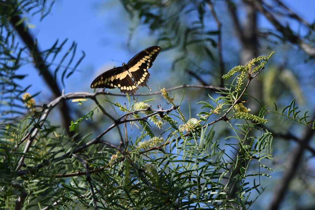 Western Giant Swallowtail from South Llano River SP on July 10, 2023 at ...