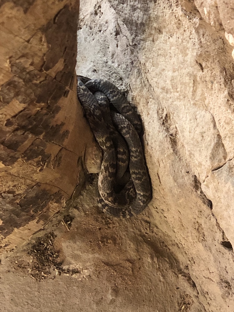 Colubrid Snakes in July 2023 by girasoloak · iNaturalist