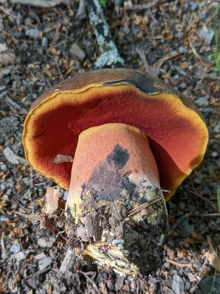 Scarletina Bolete from 925R+V8, 169 70 Solna, Sweden on July 23, 2023 ...