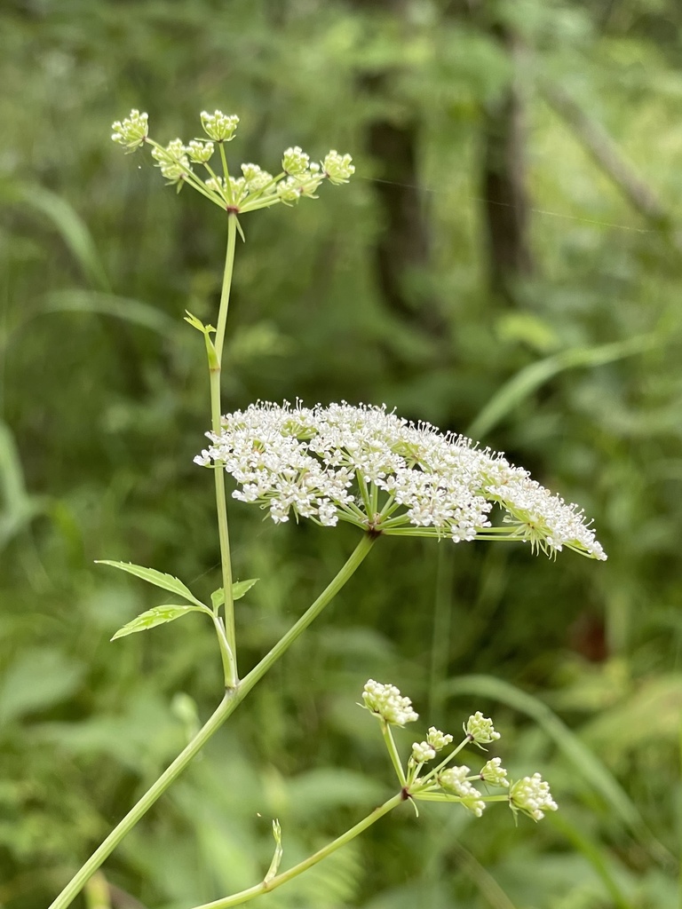 water hemlock from Saluda, VA, US on July 22, 2023 at 09:48 AM by Robin ...