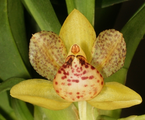 Genus Stenia · iNaturalist United Kingdom