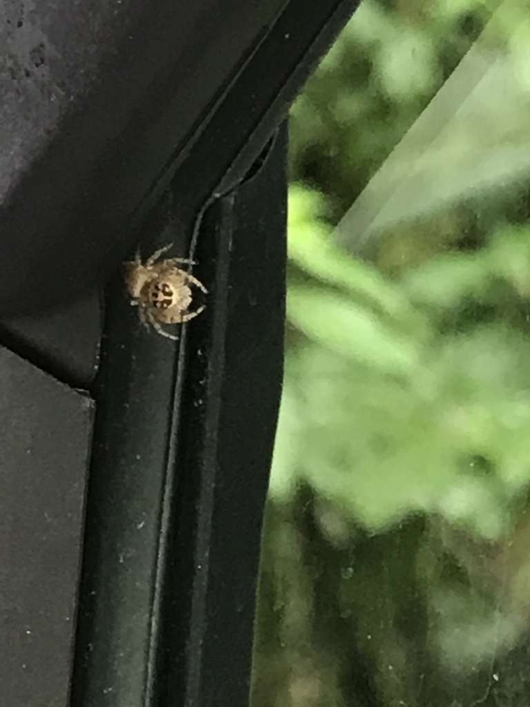 Cyclops Jumping Spider from 523–669 Mountain Road, Oropi, Bay of Plenty ...