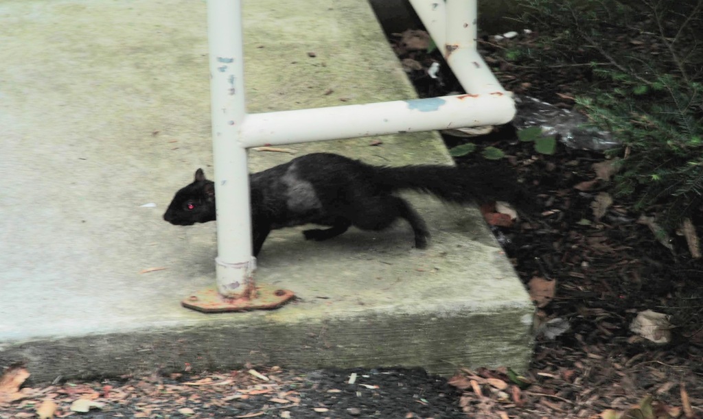 Eastern Gray Squirrel from Niagara Falls, NY, USA on August 2, 2003 at ...