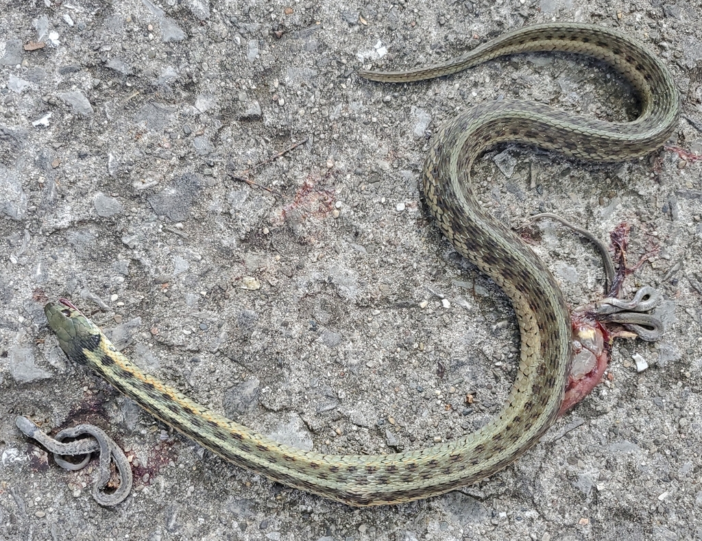Common Garter Snake from Washington Township, IN, USA on July 22, 2023 ...