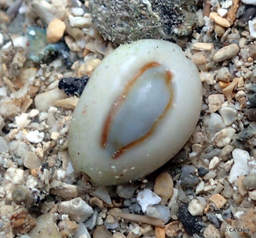 walled cowrie from Mo'orea, French Polynesia on July 4, 2023 at 04:41 ...