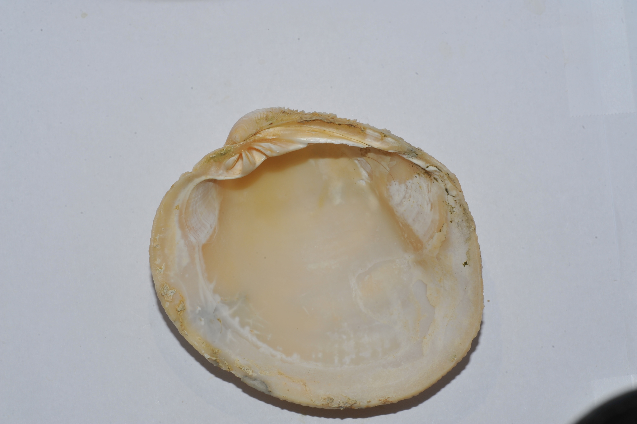 Periglypta listeri (J.E.Gray, 1838)