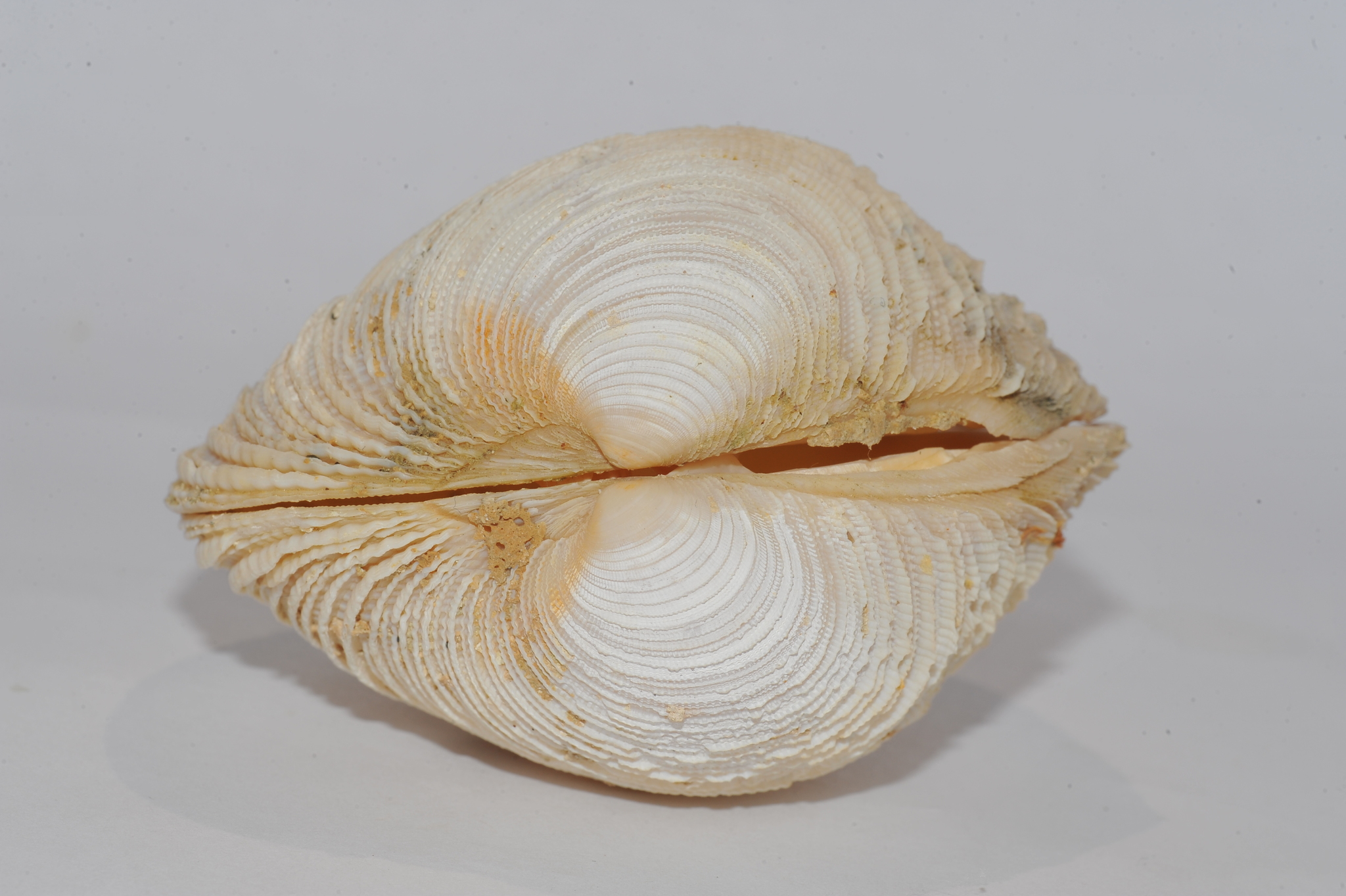 Periglypta listeri (J.E.Gray, 1838)