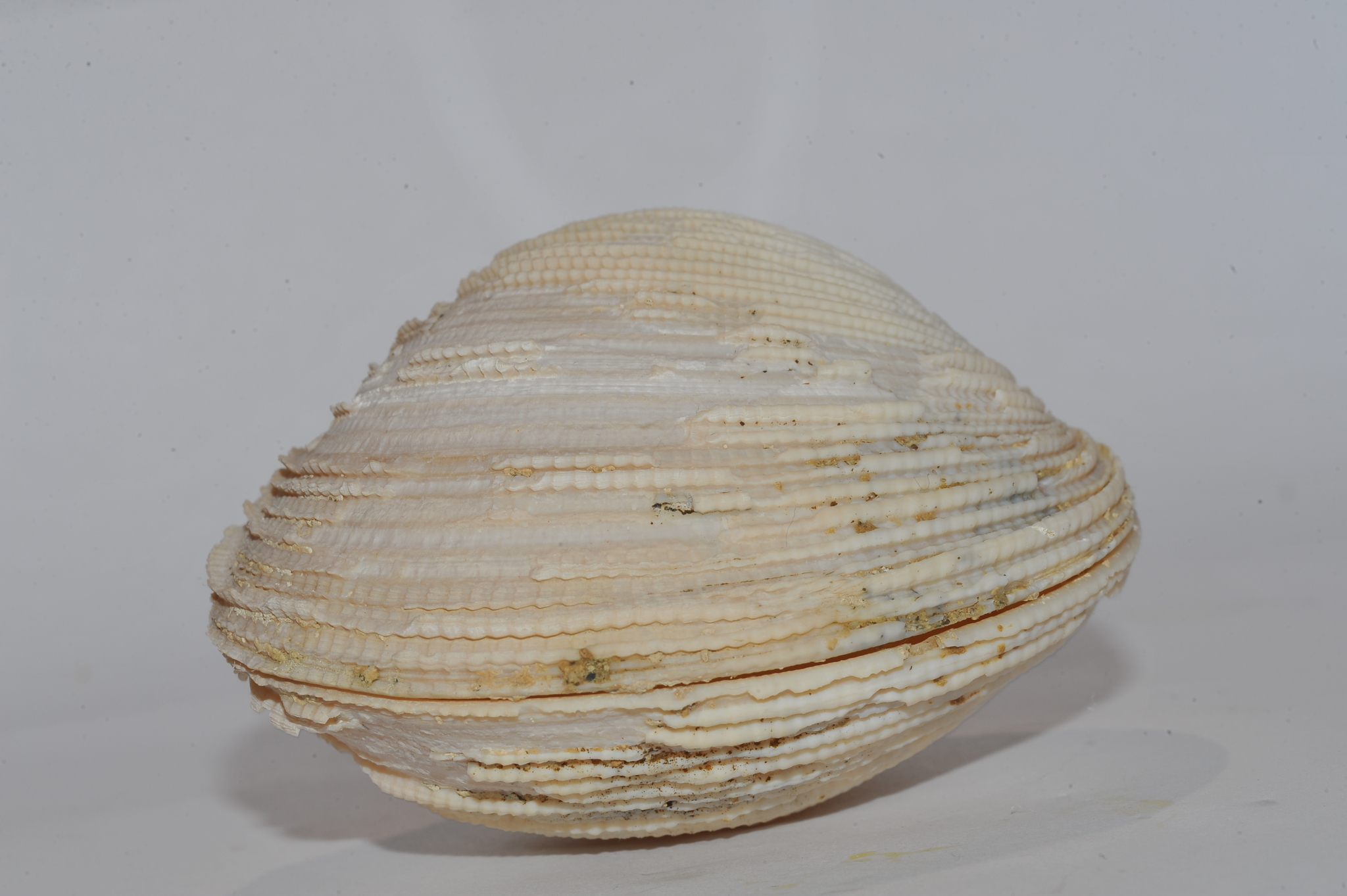 Periglypta listeri (J.E.Gray, 1838)