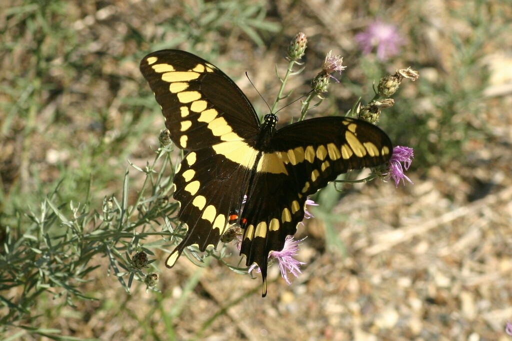 Eastern Giant Swallowtail from Point Pelee National Park, Essex County ...
