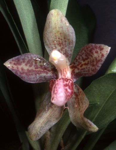 Stenia vasquezii · iNaturalist