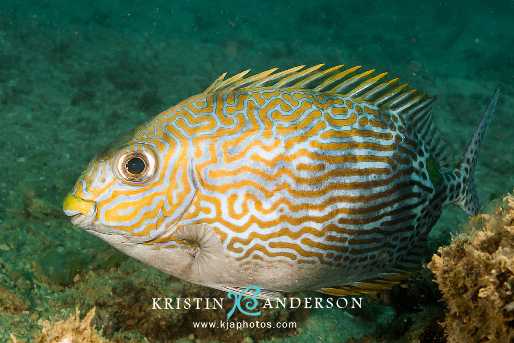 Rabbitfishes (Siganidae) - Marine Life Identification