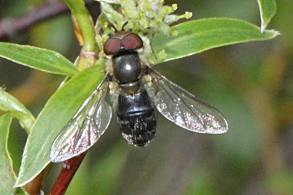 Eupeodes lundbecki from Oxarafoss, Southern Region, Iceland on June 13 ...