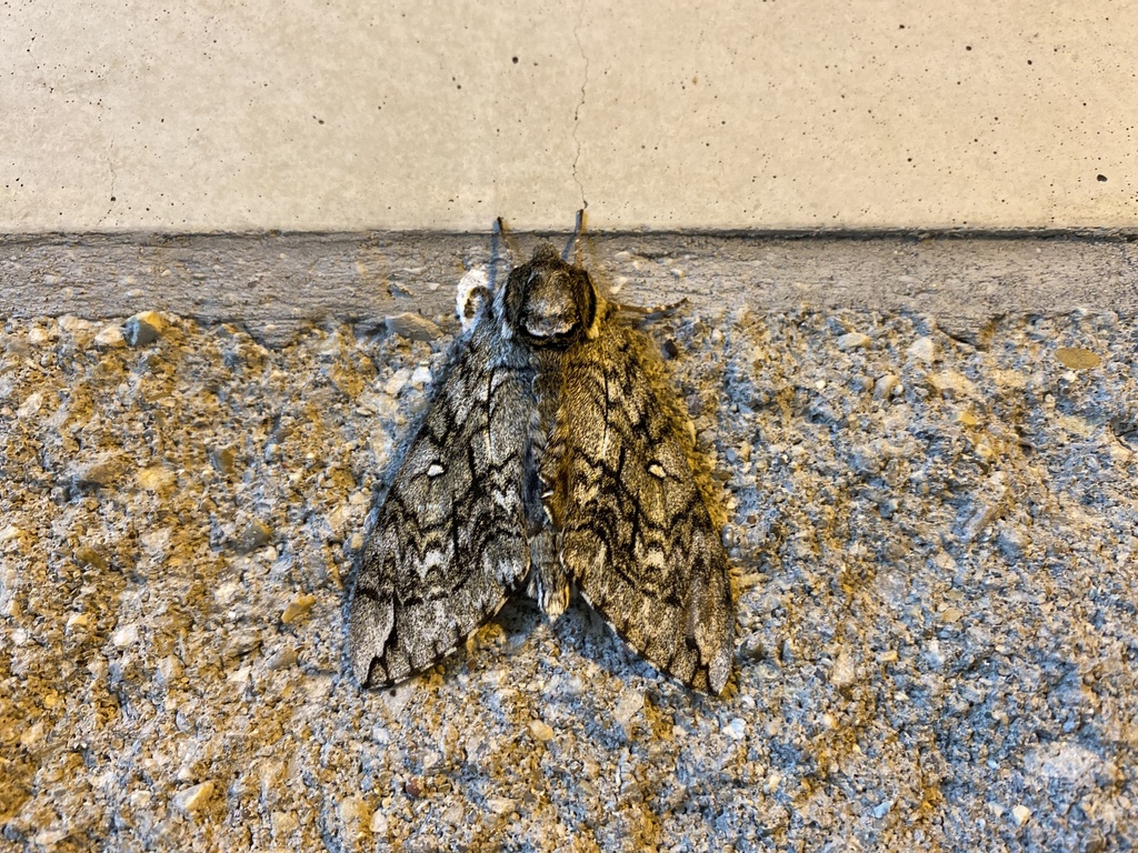 Waved Sphinx from Scottville Riverside Park, Scottville, MI, US on July ...