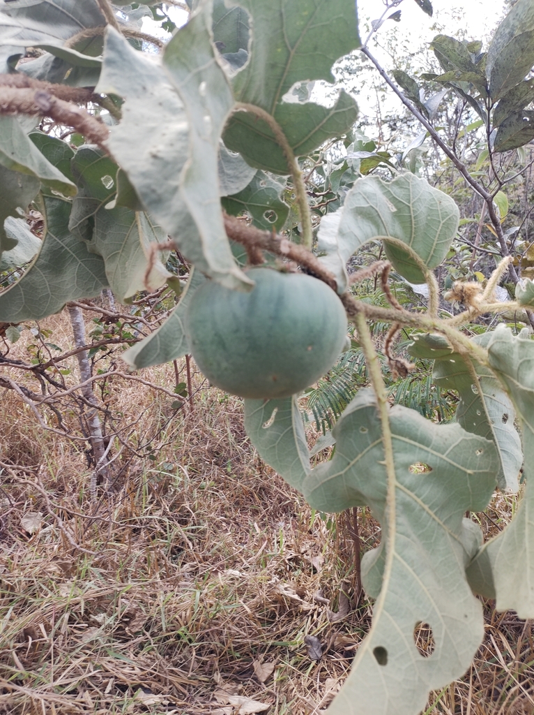 wolf-apple from Córrego Rico, Planaltina - GO, Brasil on July 22, 2023 ...