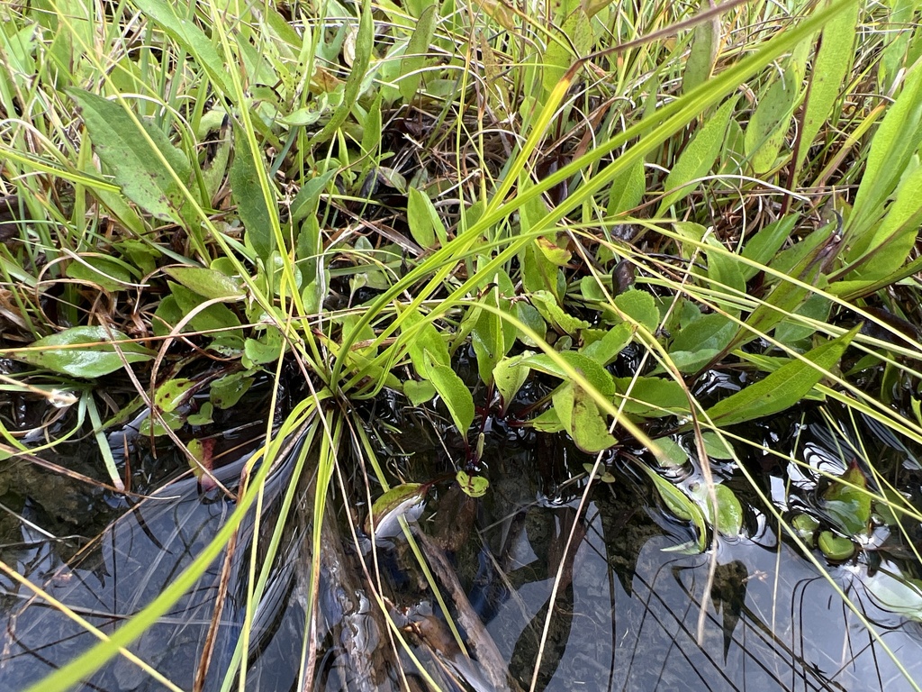 Rhiannon's Aster in July 2023 by Alan Weakley · iNaturalist