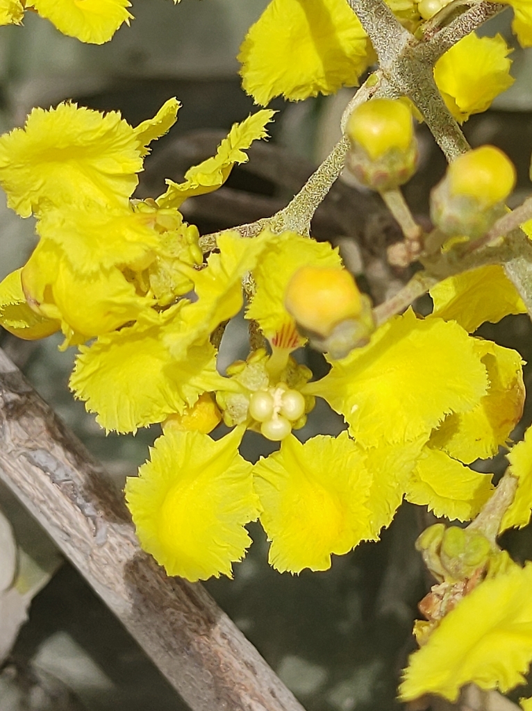 nance family from Planaltina, BR-GO, BR on July 22, 2023 at 12:43 PM by ...