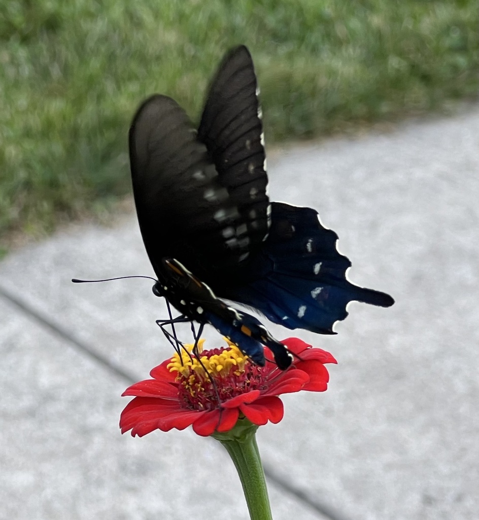Pipevine Swallowtail from Charleston, IL, US on July 22, 2023 at 05:50 ...