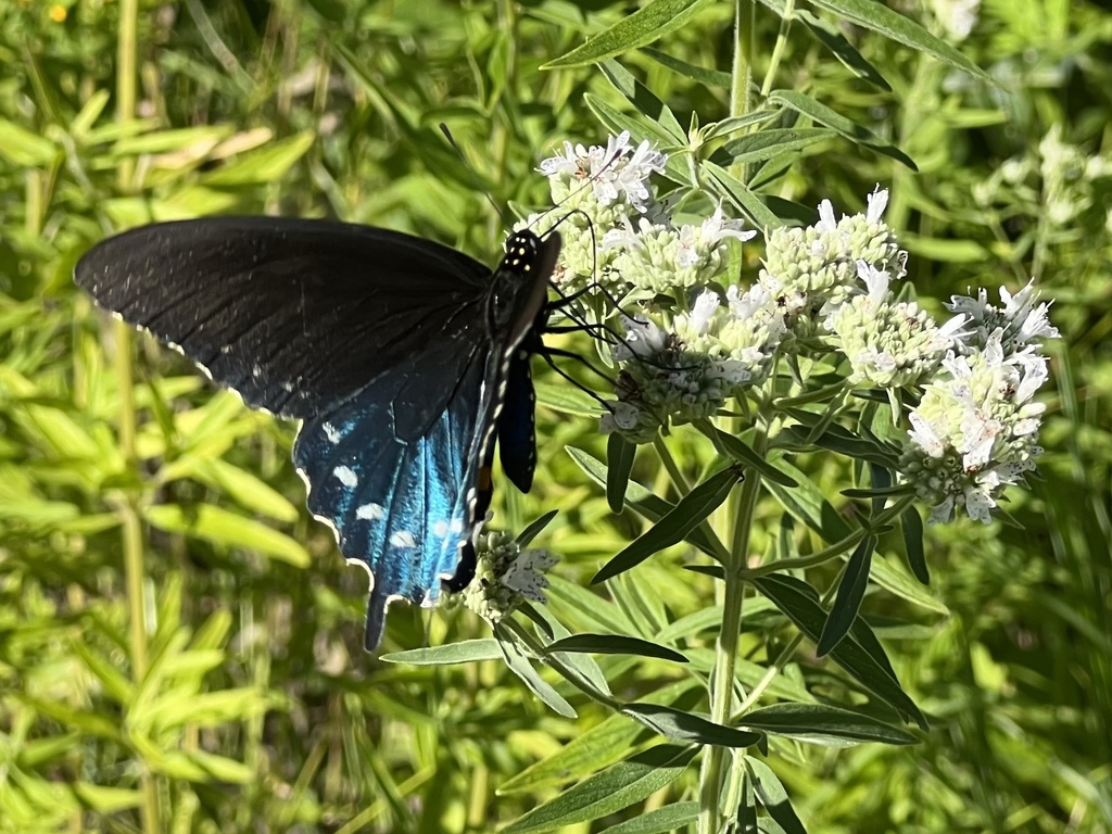 Pipevine Swallowtail from Daileyville Rd, Charleston, IL, US on July 22 ...